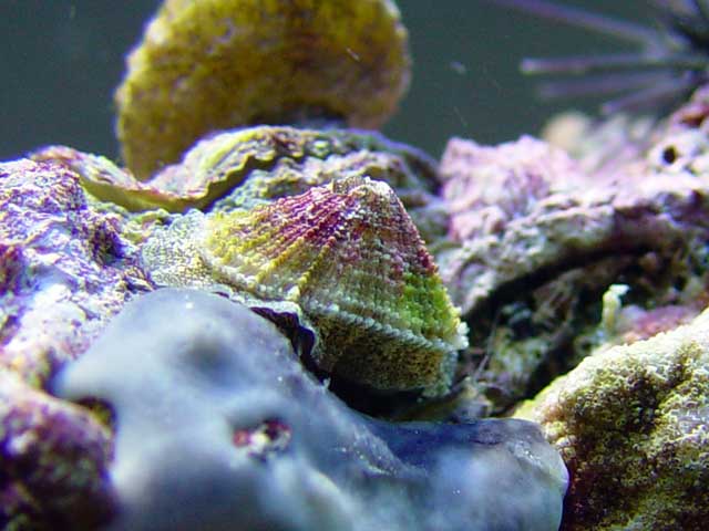 Limpet - TBS farm – Tampa Bay Saltwater