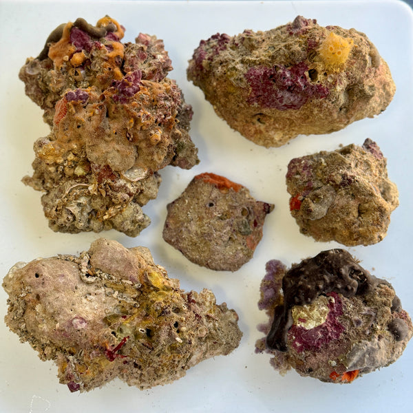 Nano Premium Live Rock - Air Cargo – Tampa Bay Saltwater