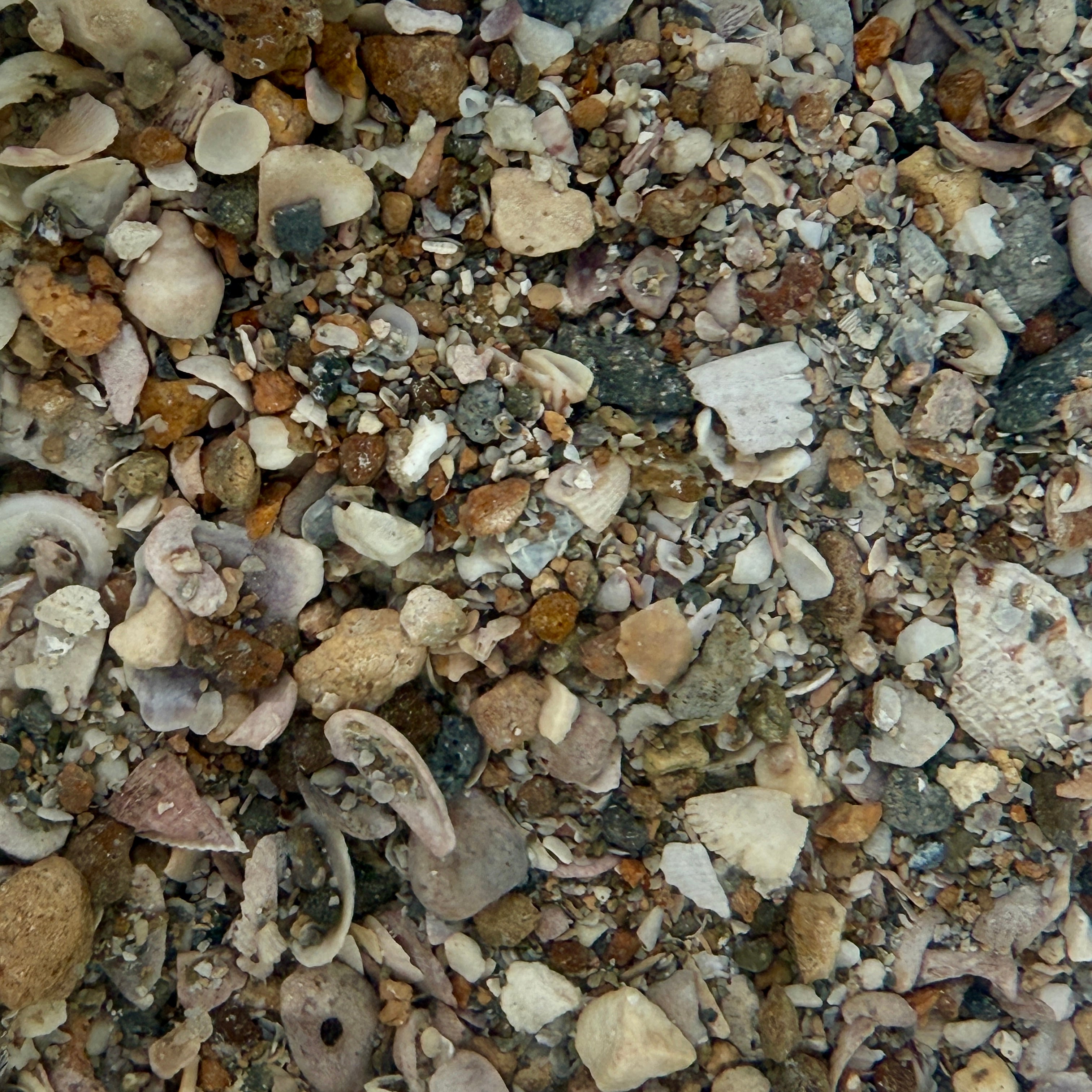 Ocean Harvested Live Rock – Tampa Bay Saltwater