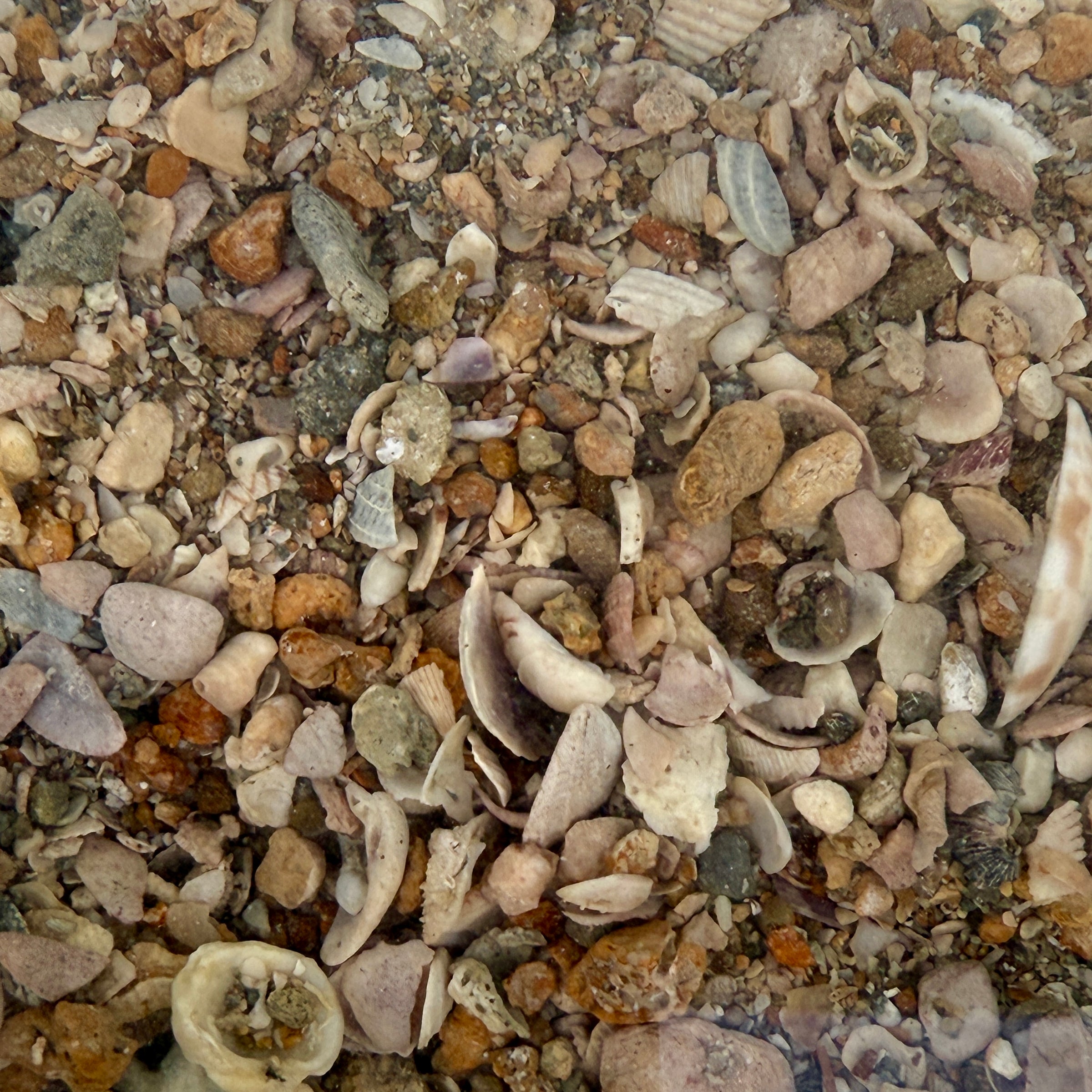 Ultra Live Sand – Tampa Bay Saltwater