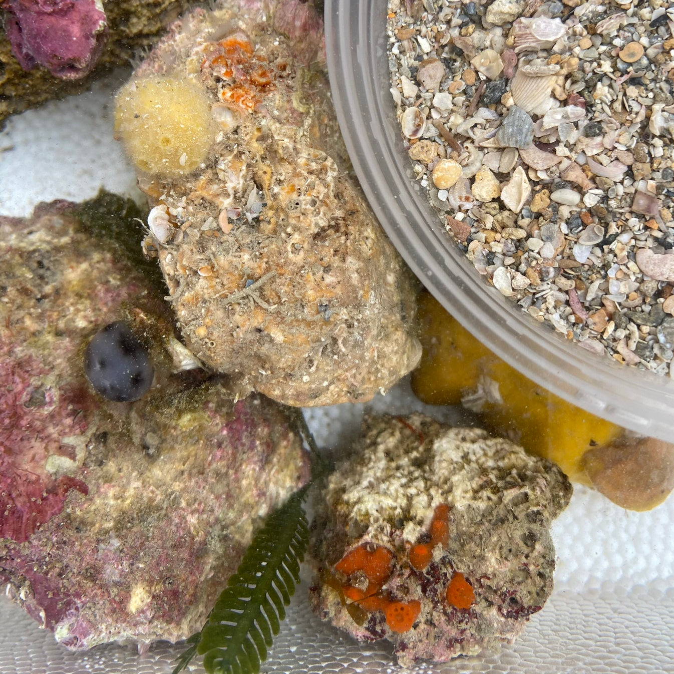 TBS Package Lite - Air Cargo – Tampa Bay Saltwater